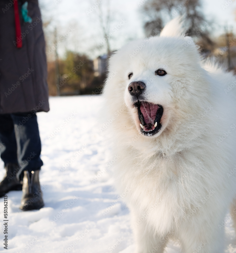 Samoyed dog barking at something with mouth open. Front view of large ...
