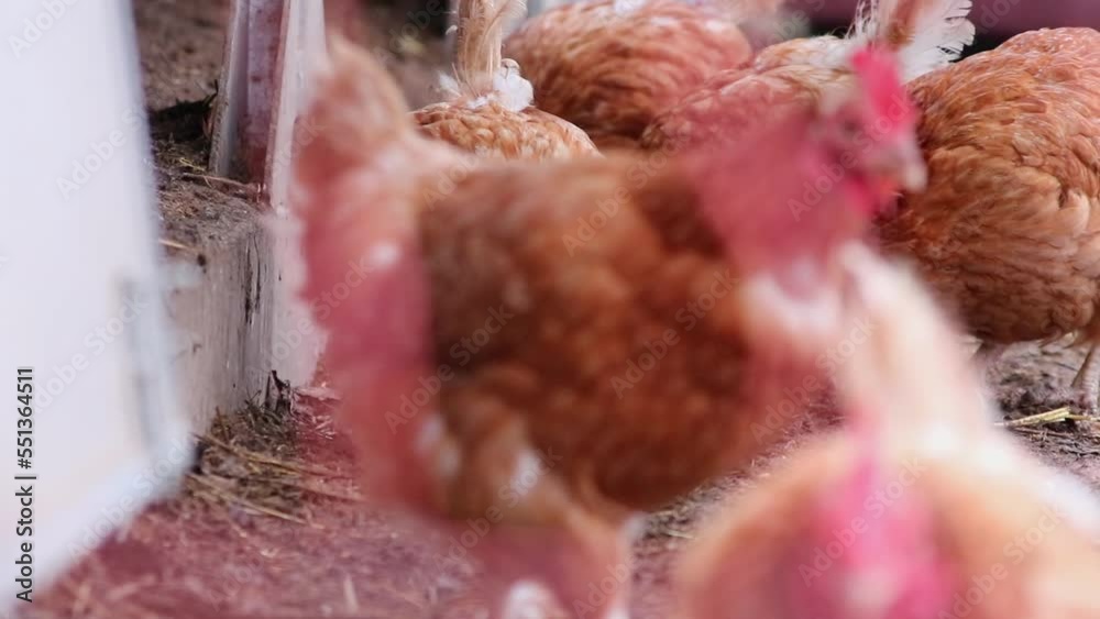Mistreated chicken on free range chicken farm and stock breeding shows ...