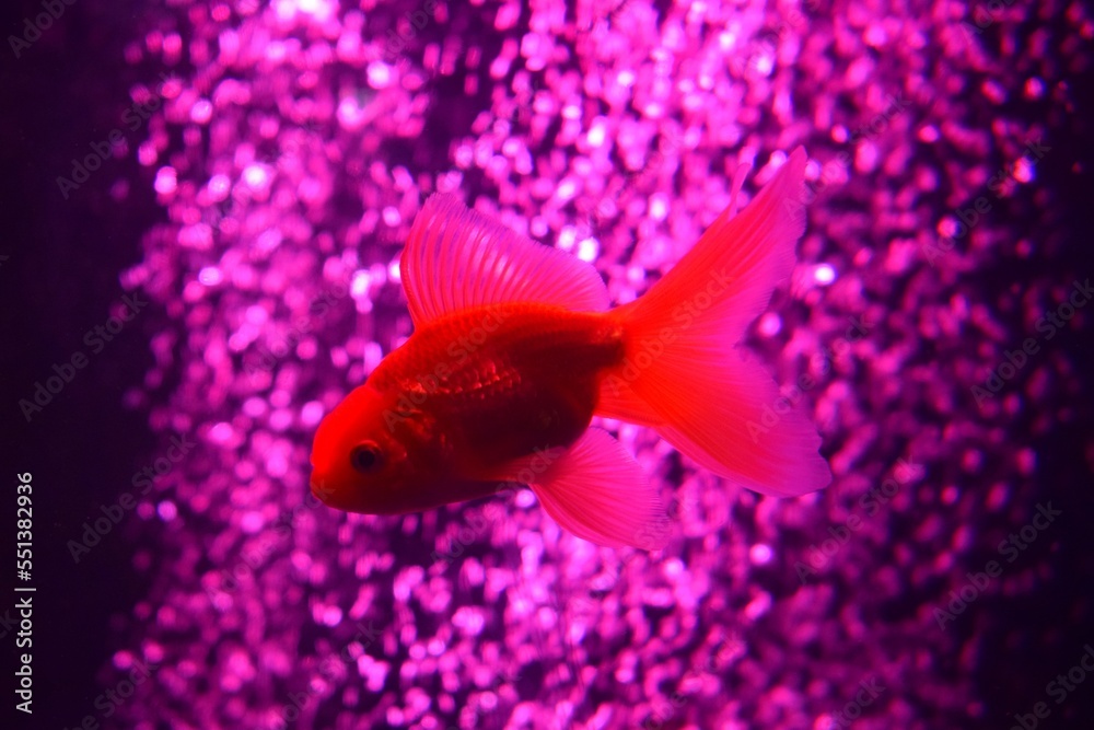 The goldfish (Carassius auratus) is a freshwater fish in the family ...