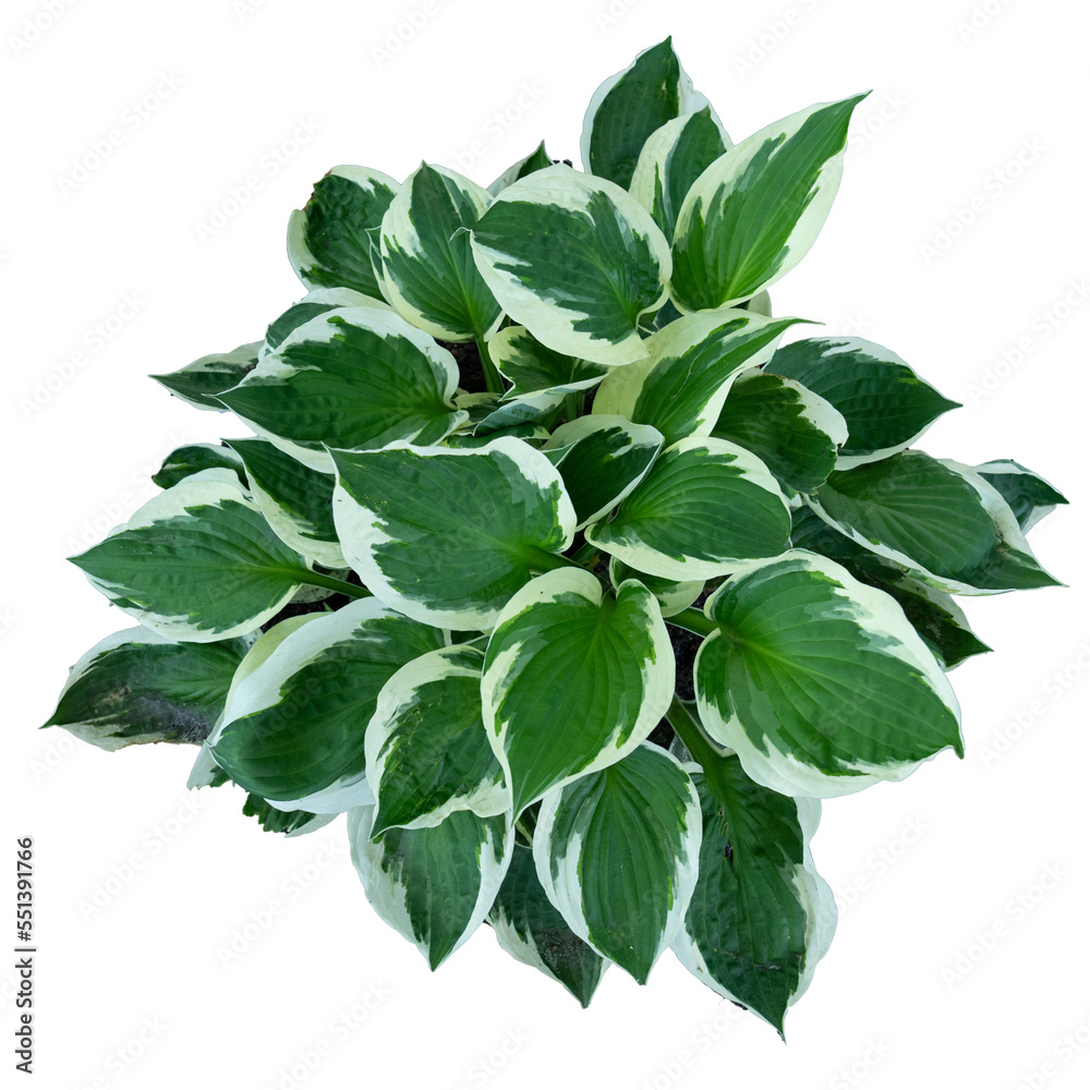 Foto de white edged hosta plant isolated. Hostas, sometimes called ...