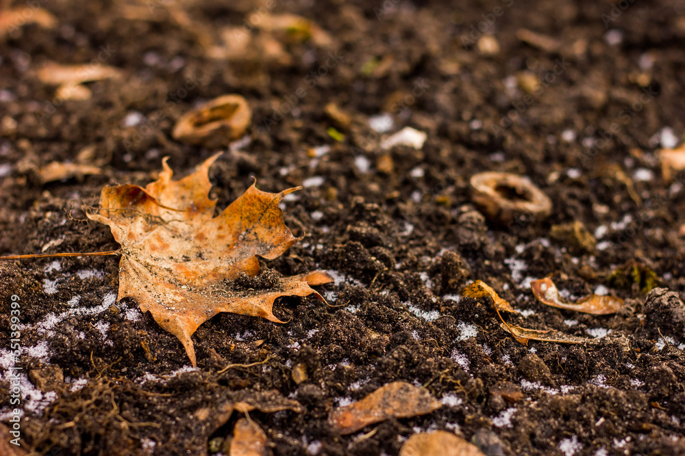 brownish-red textured twisted maple leaf fallen on loose brown ground ...