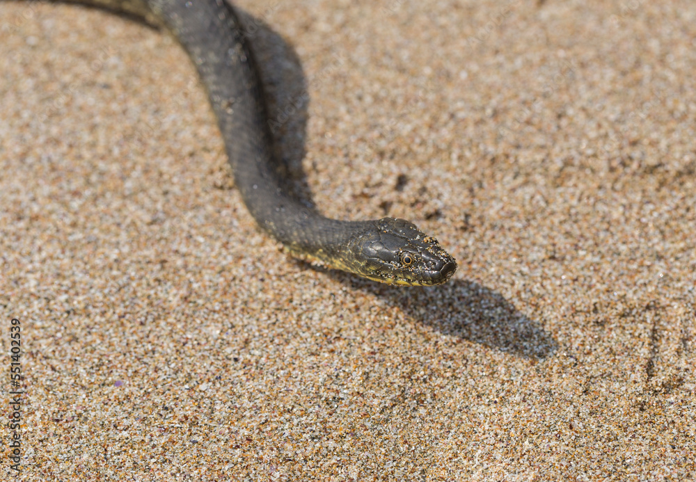 Natrix tessellata. The dice snake is a European non venomous snake ...