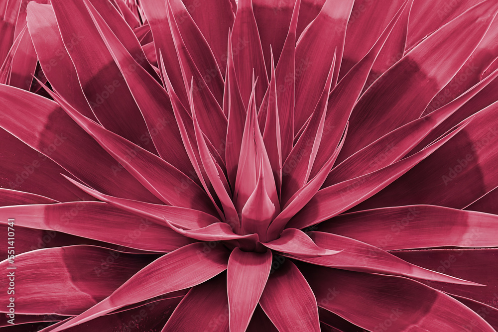 Agave leaves rosette closeup. Abstract floral pattern. Wild agave plant ...