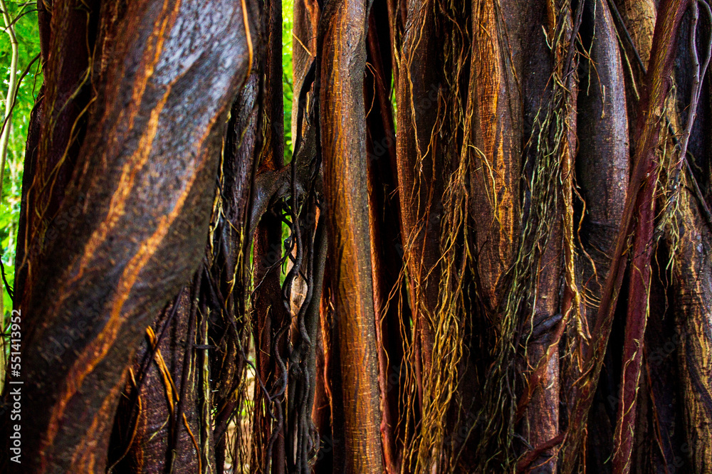 Texture details and asymmetrical pattern of intertwined tree roots ...