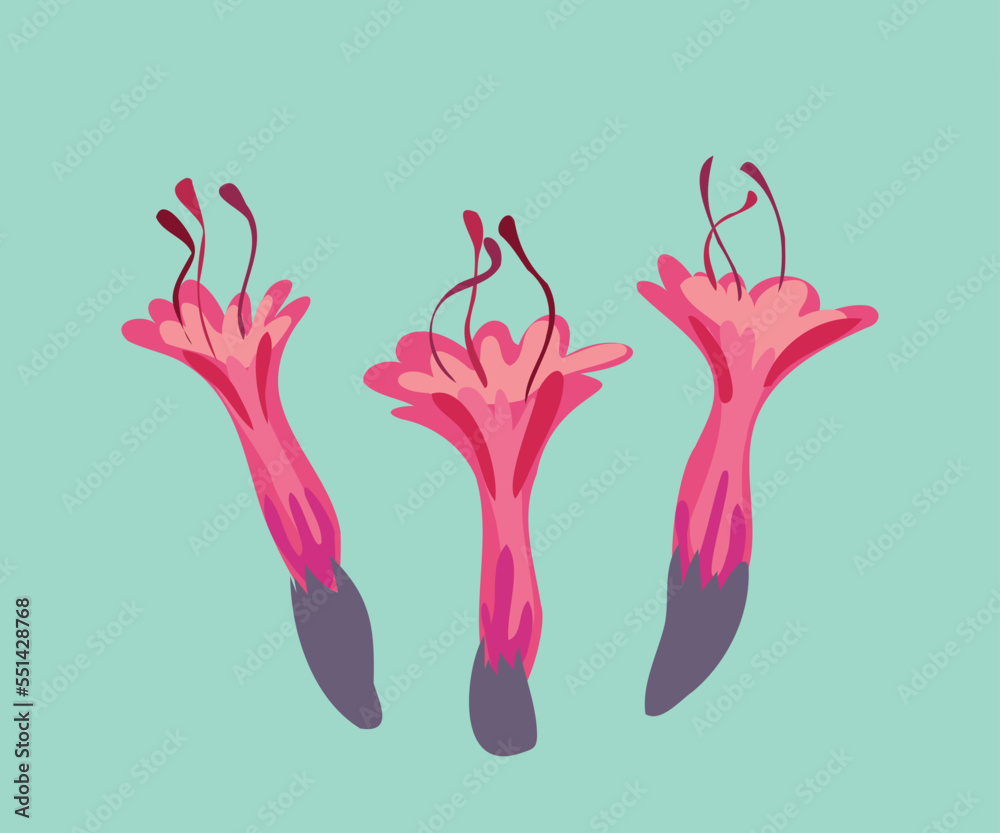 peruvian sacred flower of incas vector illustration Stock Vector ...