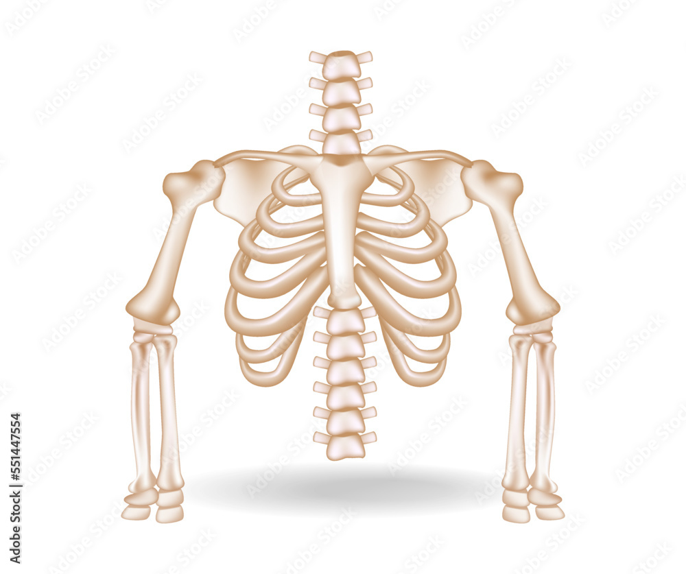 Concept flat 3d isometric illustration of anatomical cut of rib cage ...