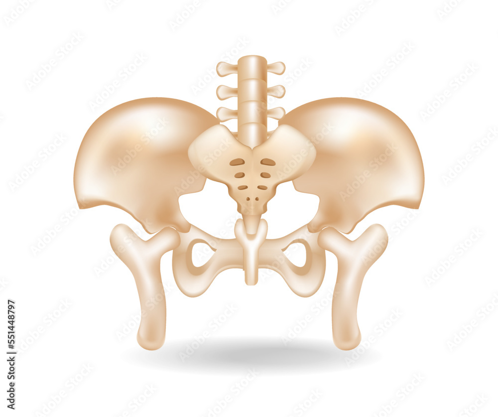 Flat 3d isometric concept illustration of pelvic bone anatomy cut Stock ...
