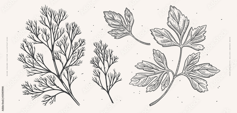 Branches of cilantro and dill on a light background isolated. Hand ...