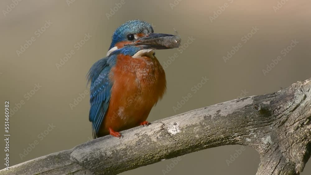 Kingfisher (Alcedo athis) arriving on a branch with a big fish in its ...