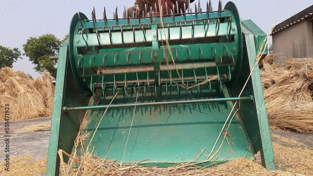 A farmer operates a paddy threshing machine. It is a foot-operated ...