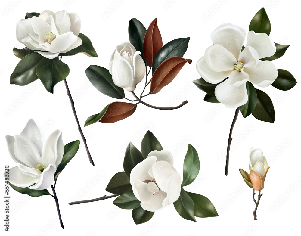 Set of realistic white magnolia flowers isolated on transparent ...