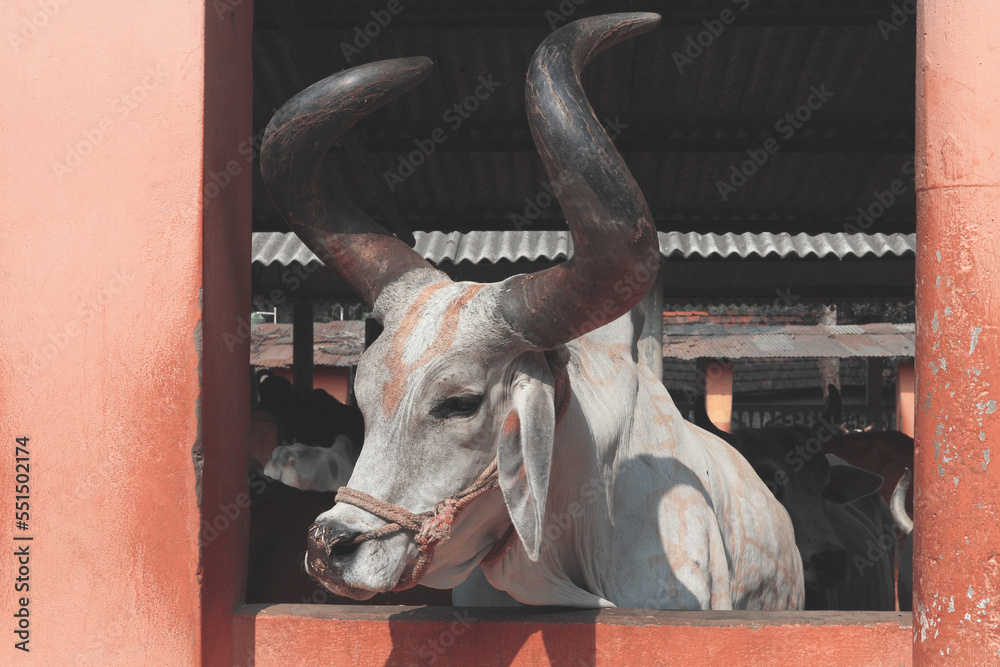 Indian white bull with large twisted horns and tilaka in goshala ...