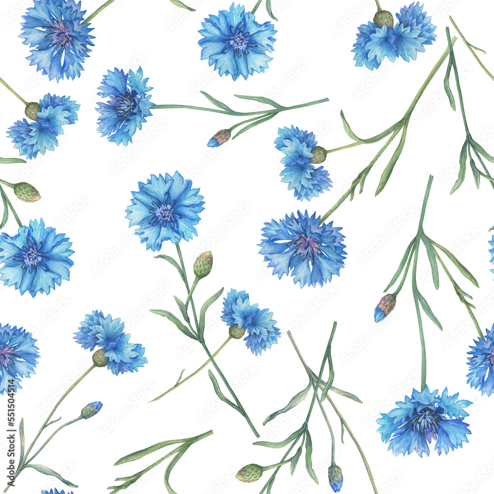 Seamless pattern with blue cornflower flower (Centaurea cyanus ...