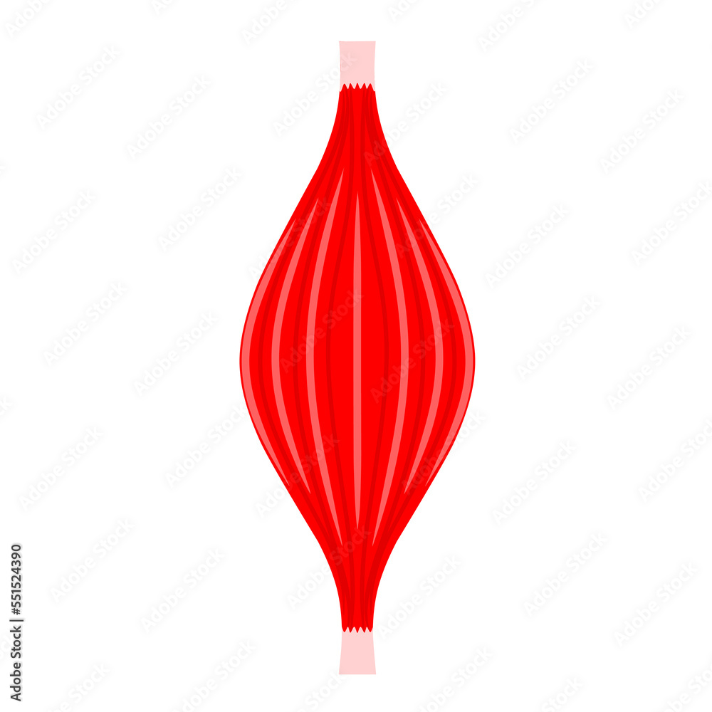 Human muscles vector illustration on white background. Healthy muscles ...