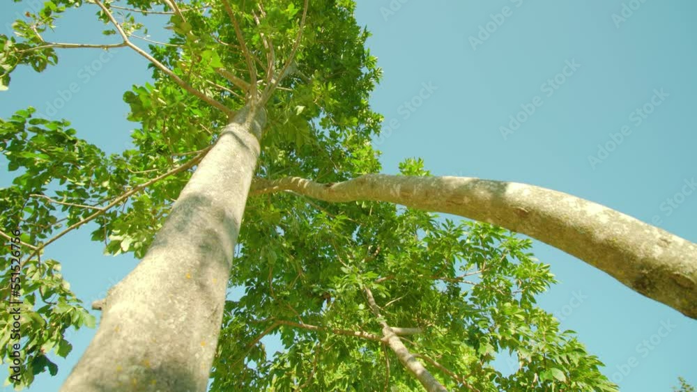 High trees with smooth bare trunks and wide green crowns grow side by ...
