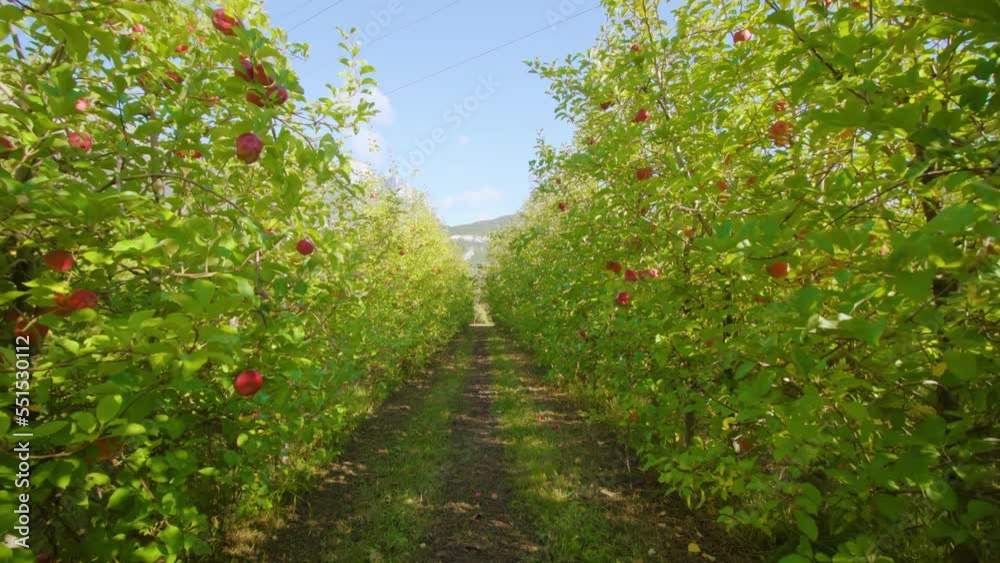 Narrow dirt row-spacing stretches between rows of apple trees with red ...
