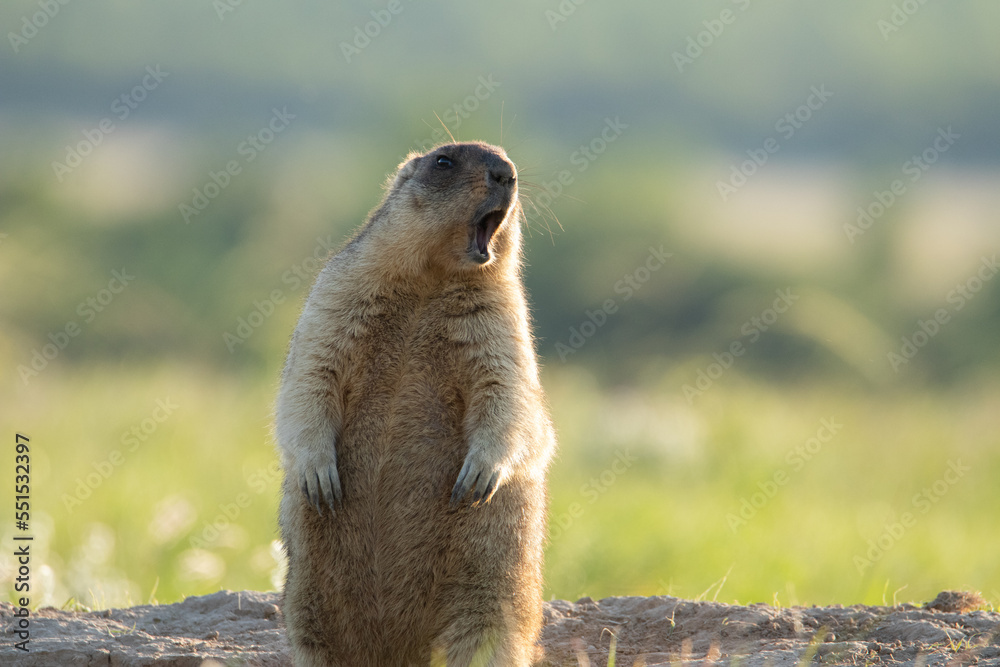 The groundhog stands on its hind legs near the burrow and whistles ...