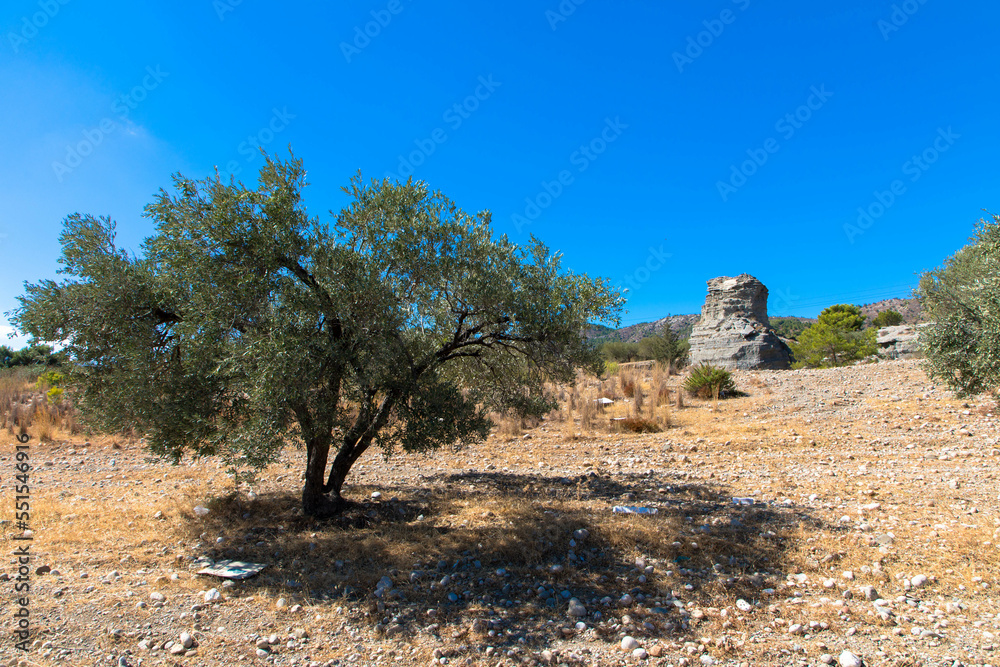 Olive tree in a typical greek landscape. Arid climate and sunny blue ...
