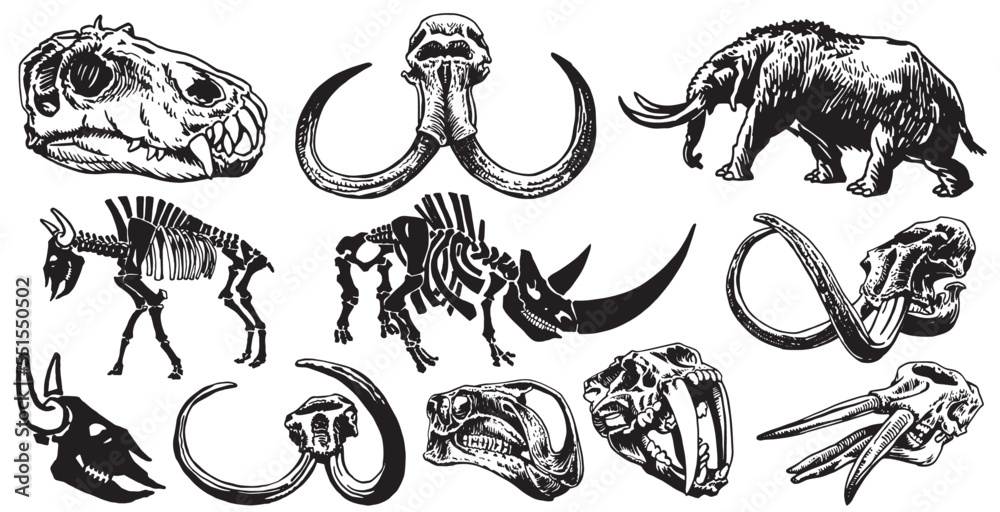 Graphical set of mammoth skeletons and skulls isolated on white ...