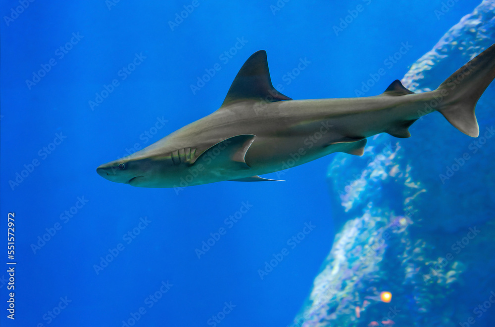 Foto de Requin gris de récif(Carcharhinus amblyrhynchos,Requin dagsit ...
