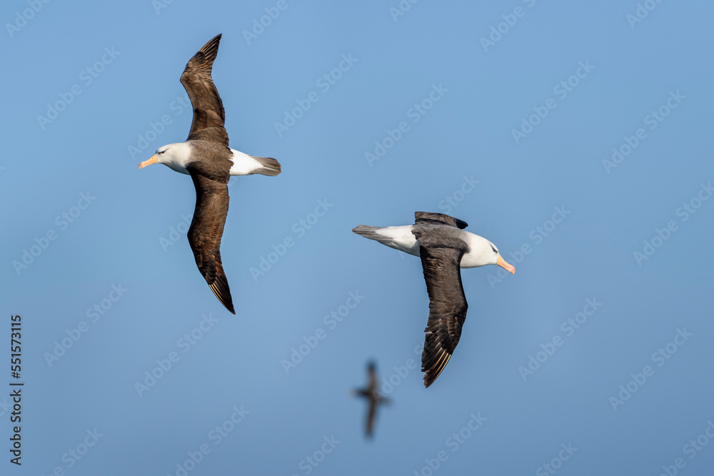 Black-browed albatross (Thalassarche melanophris), two flying in ...
