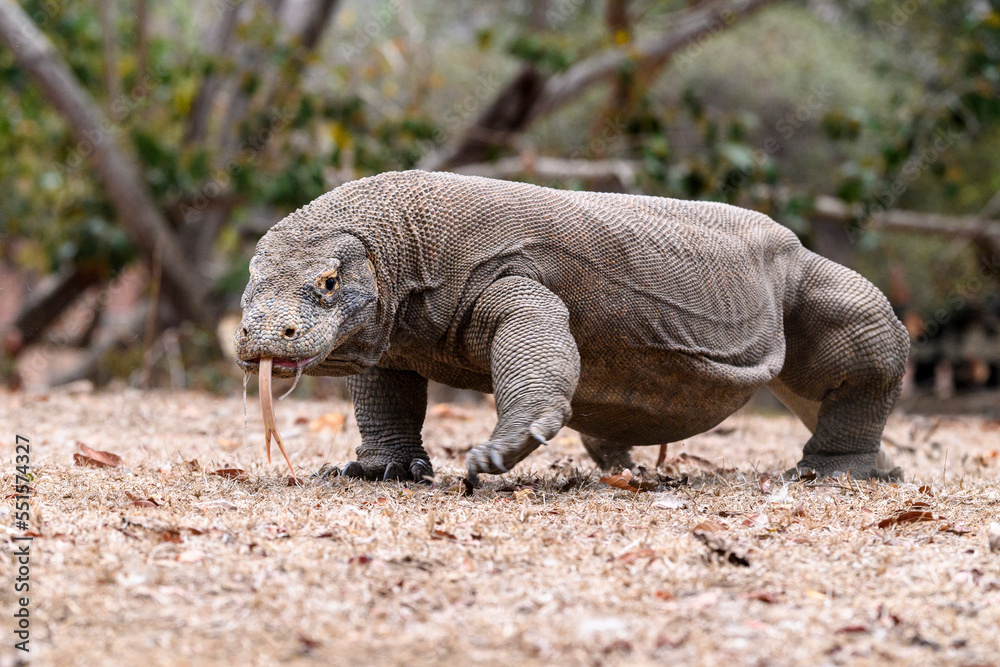 Komodo dragon (Varanus komodoensis) male Rinca Island, Komodo National ...