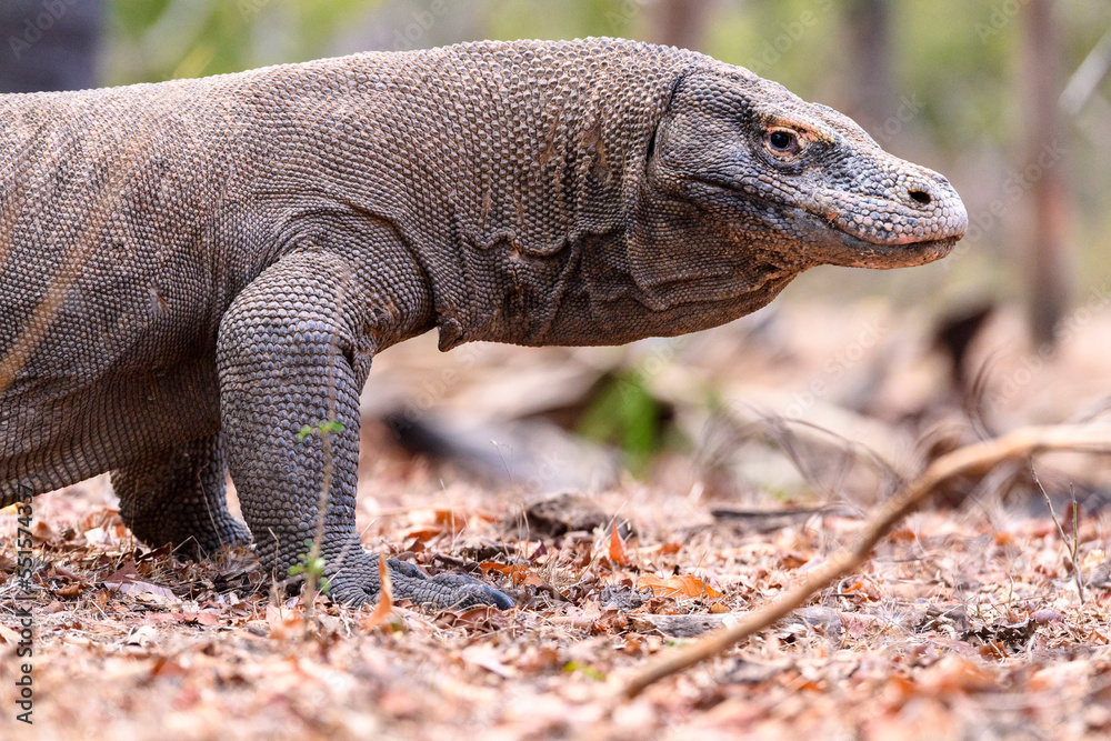 Foto de Komodo dragon (Varanus komodoensis) male Rinca Island, Komodo ...