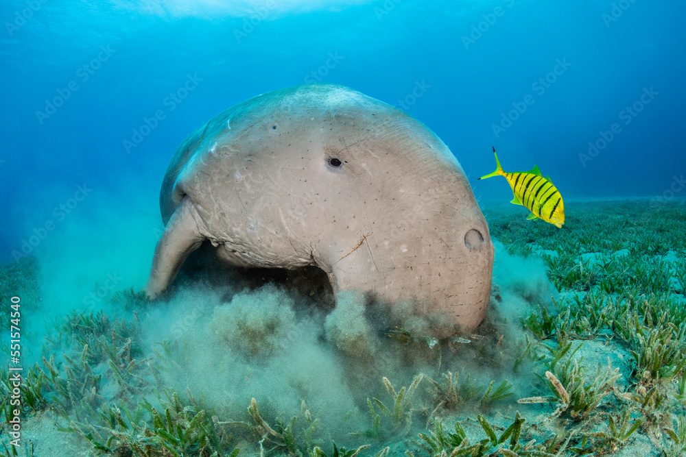 Dugong (Dugong dugon) feeding on a seagrass meadow (Halophila ...
