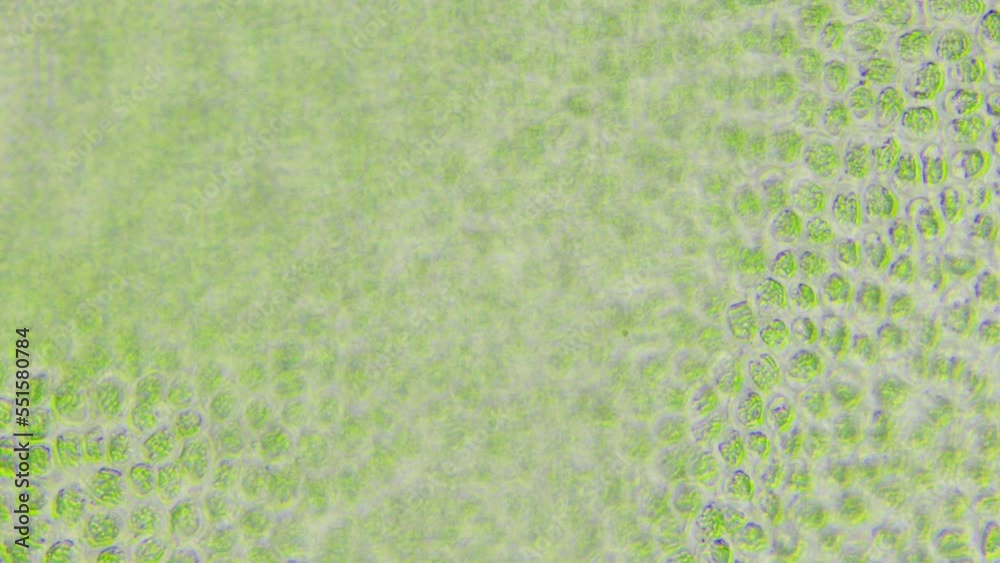 Biological research laboratory. genetic engineering. Creation of a new ...