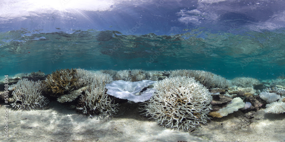 Coral bleached reef in the Maldives during a global bleaching event ...