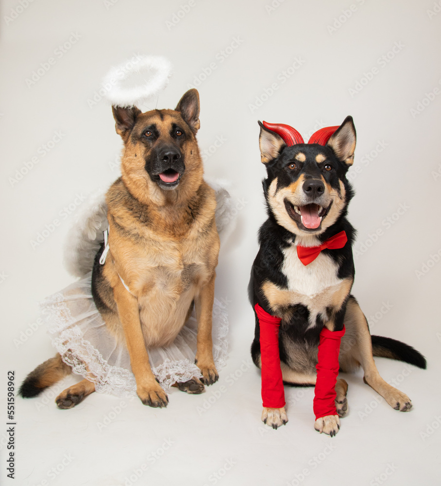 German shepherd and shepherd mix dogs dressed as a devil and angel ...