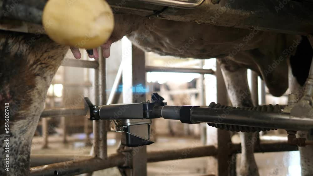 Milking machine for cows. The process of washing the udder on a modern ...