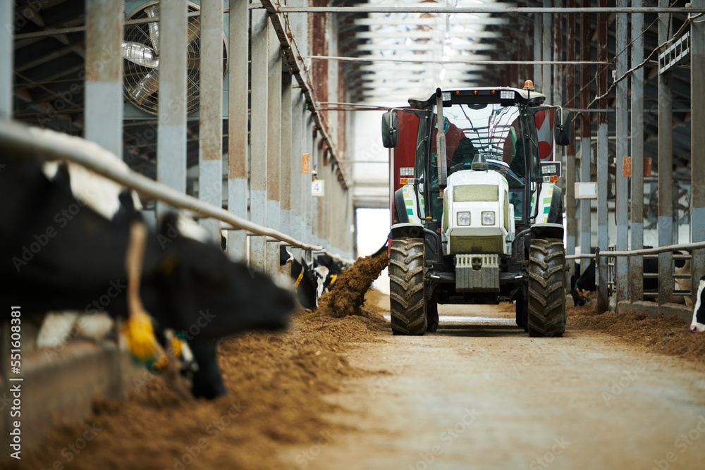 Tractor moving forwards along cowsheds with purebred cattle and ...