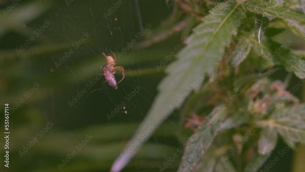 The spider is eating prey caught in the web. nature life cycle ...