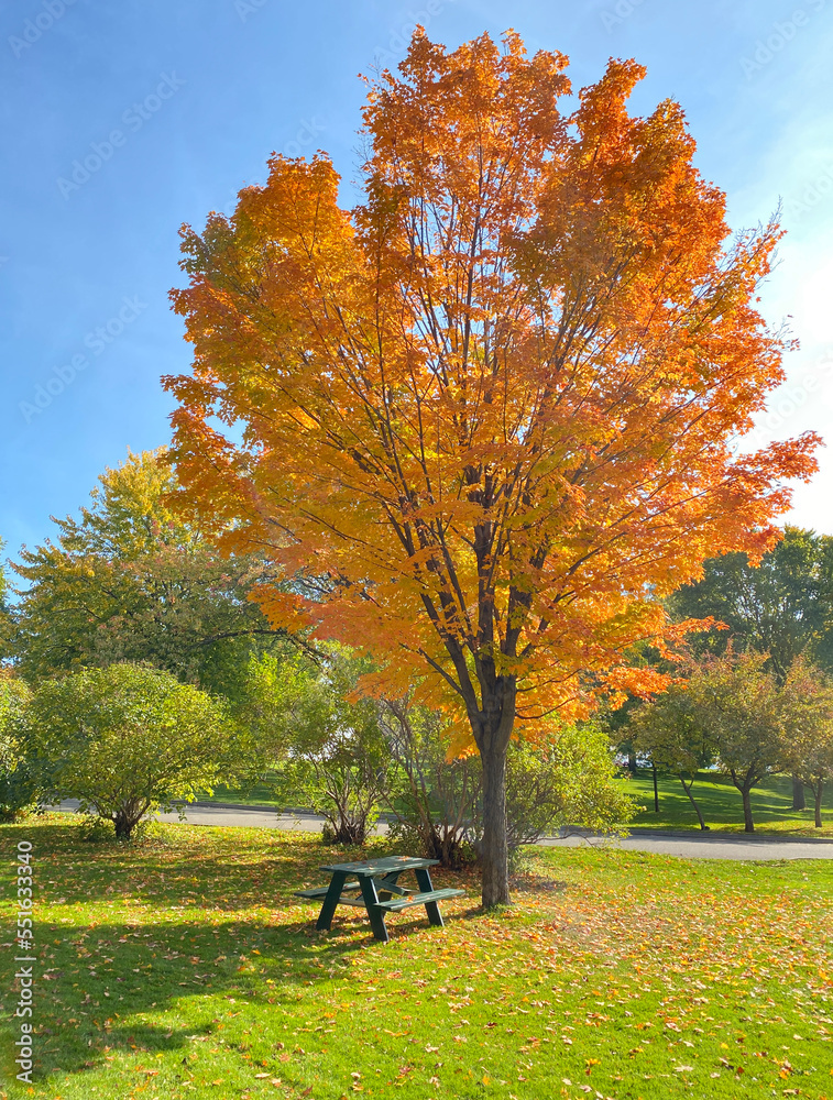 Fotka „Automne dans un parc. Arbre avec des feuilles orangées dans un ...