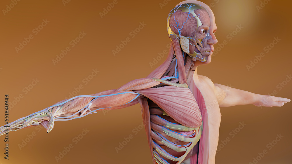 3d illustration of Human anatomy, muscles, organs, bones. Creative ...