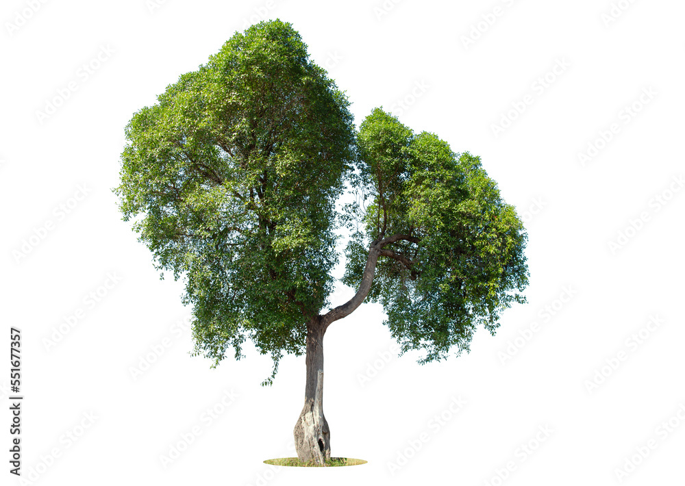 Tree isolated on white background high resolution for graphic ...