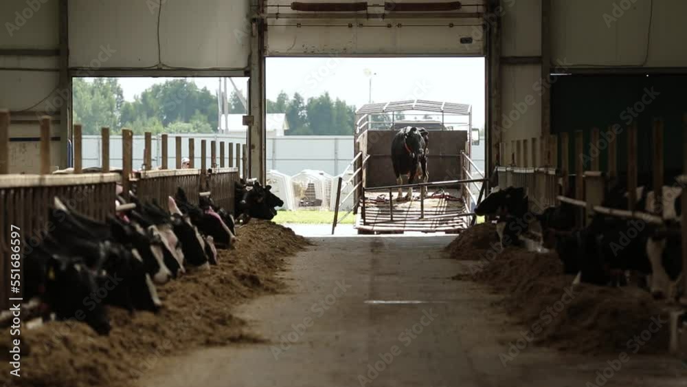 Industrial cultivation of cows on a milk or dairy farm. Cattle eating ...