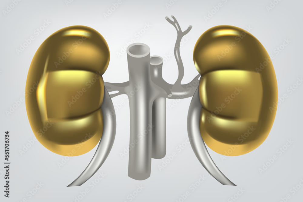 The concept of a healthy urinary system. Human golden kidneys with ...