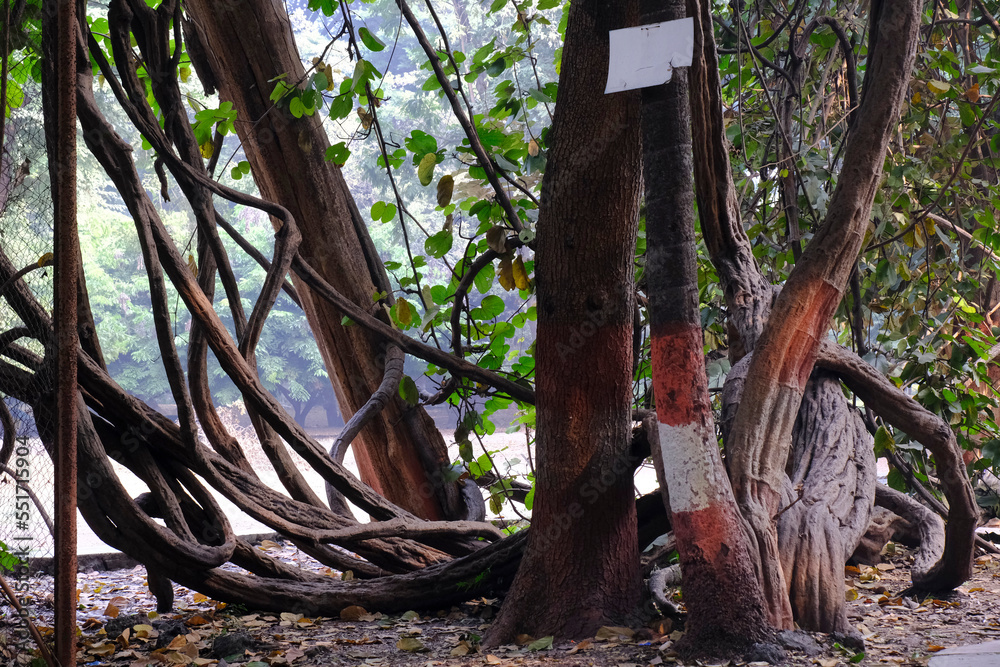 04 December 2022, Pune, India, Empress Botanical Garden, a green ...