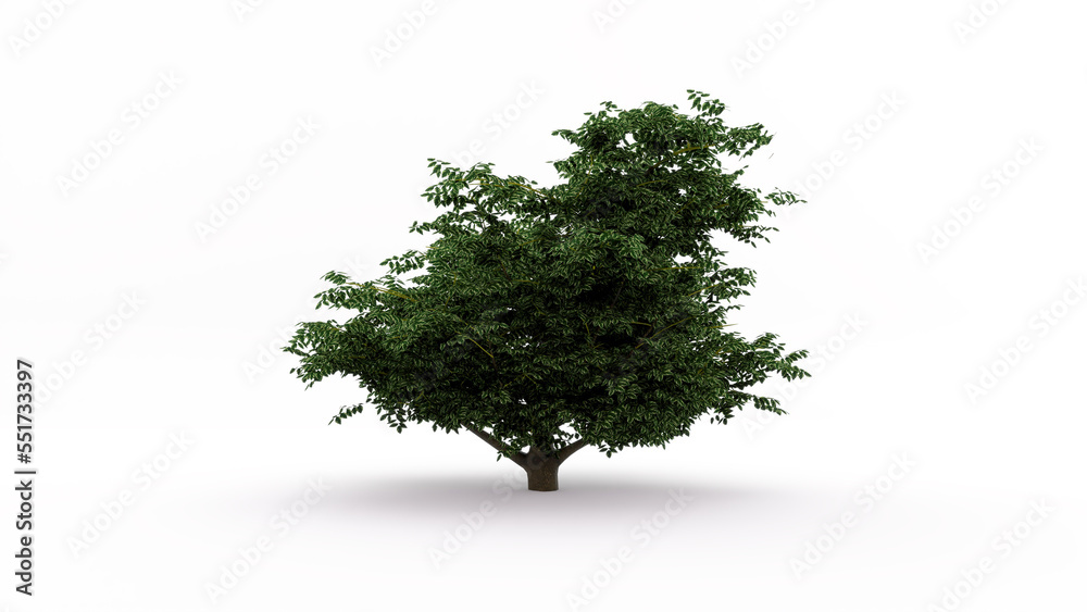 Tree isolated on white background high resolution for graphic ...