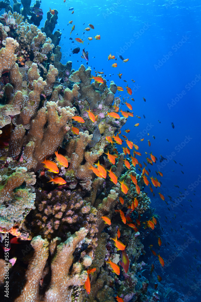 Underwater World. Coral fish and reefs of the Red Sea.Underwater ...