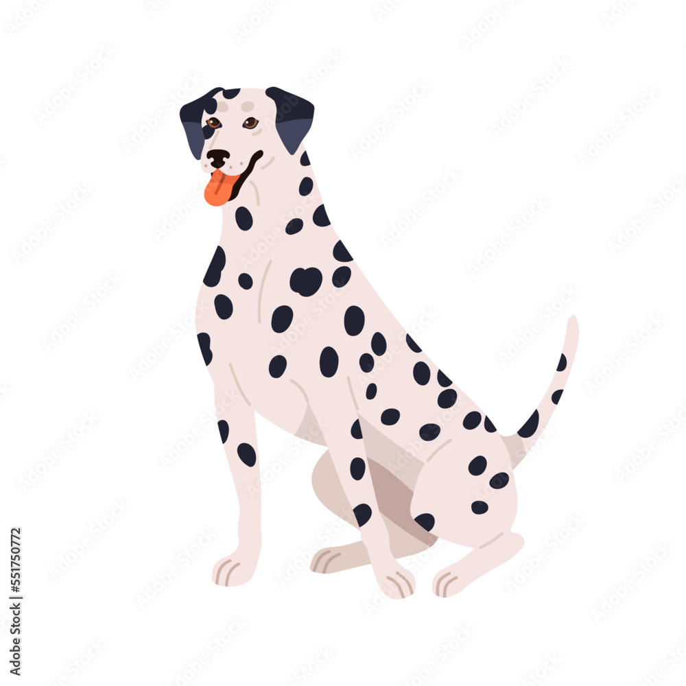 Dalmatian breed, cute spotted dog. Happy purebred doggy sitting ...