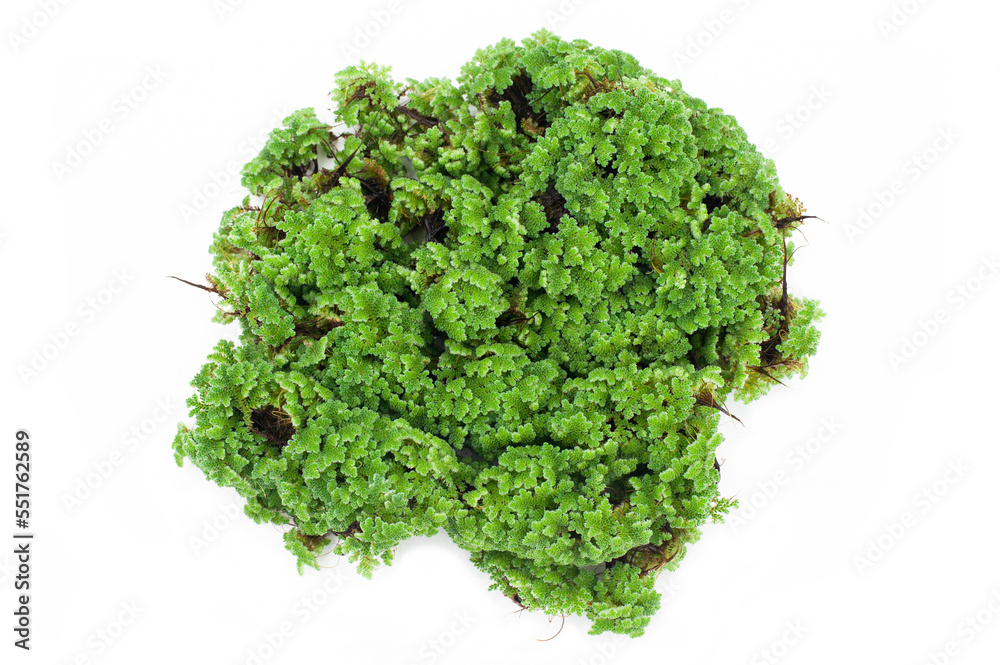 Green floating Azolla Pinnata (Azolla microphylla) isolated on white ...