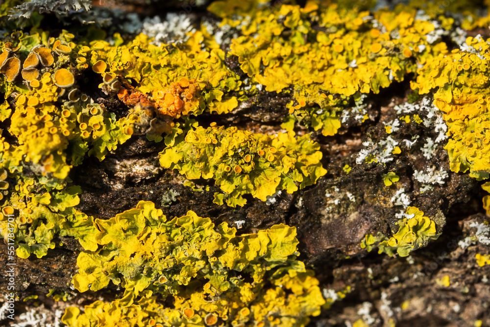 Lichen texture tree. Hypogymnia physodes and Xanthoria parietina common orange lichen close-up ...