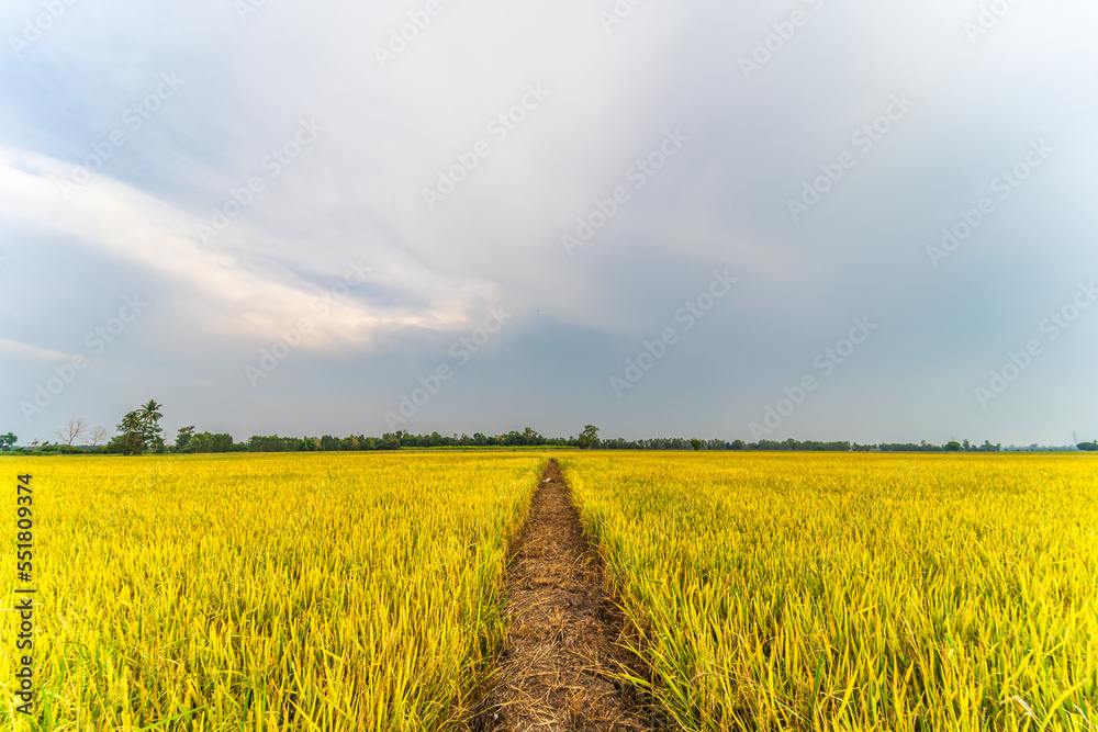 Beautiful golden ear of Thai jasmine rice plant on organic rice field ...