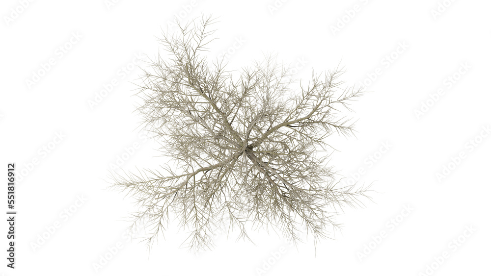LEAVELESS OAK tree, 3d rendering of top view oak tree isolated on ...