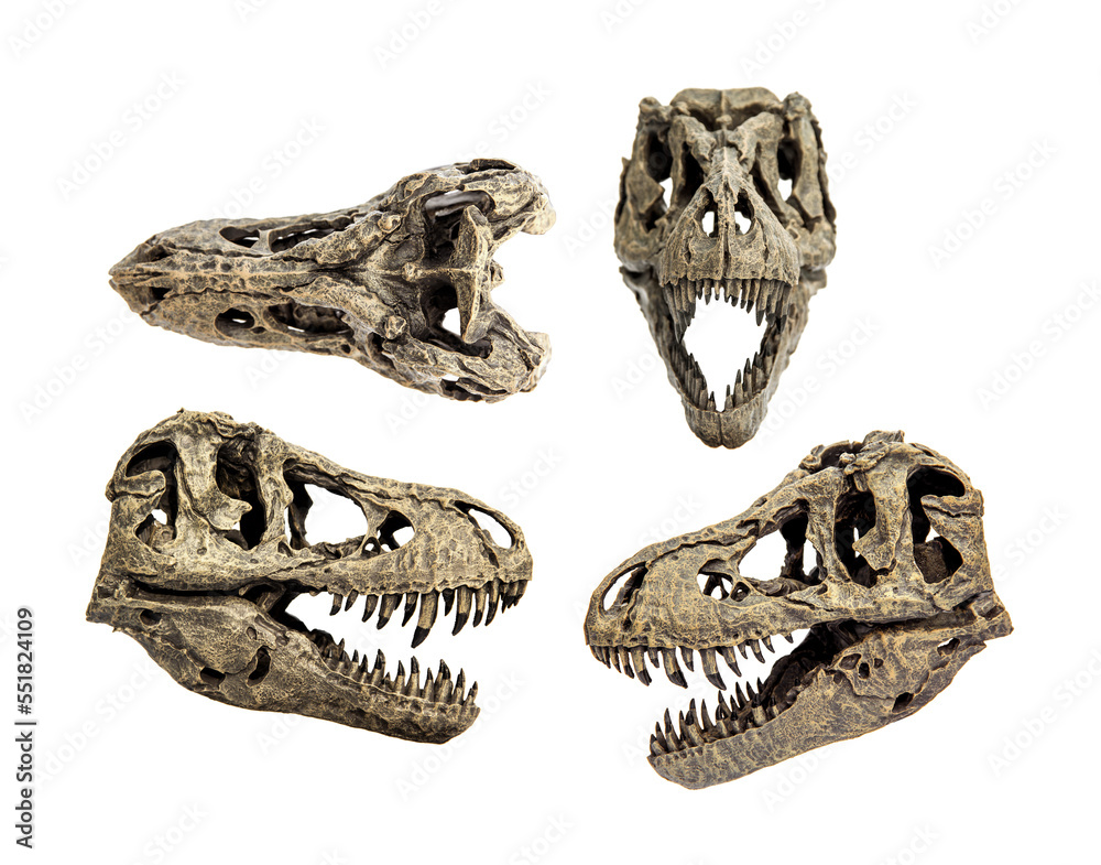 Front, Side, Top of Set fossil bone skull and jaws of Tyrannosaurus rex ...