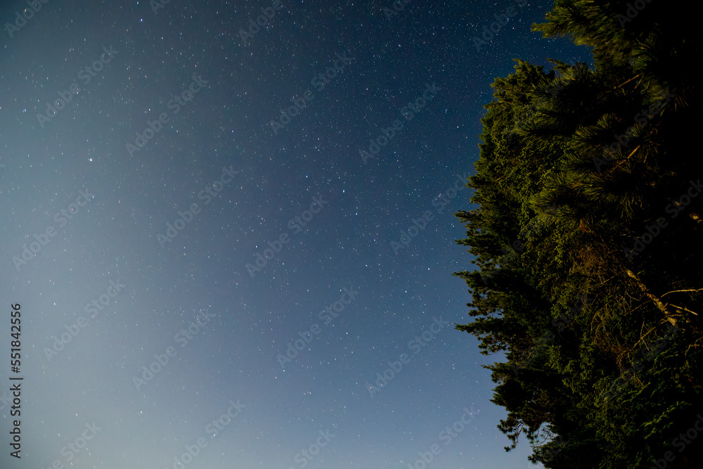 Gazing at the night sky from below the tree canopy. Stock Photo | Adobe ...