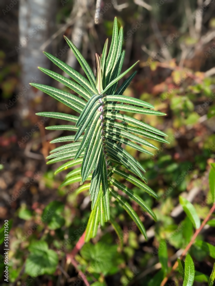 close up of mole plant, euphorbia lathyris caper bush, caper spurge ...